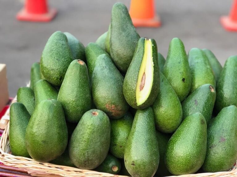 La Libertad, entre los tres departamentos con mayor producción de palta ...