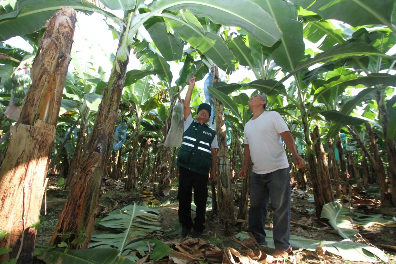 Argentina abre su mercado al banano peruano y se convierte en el primer ...
